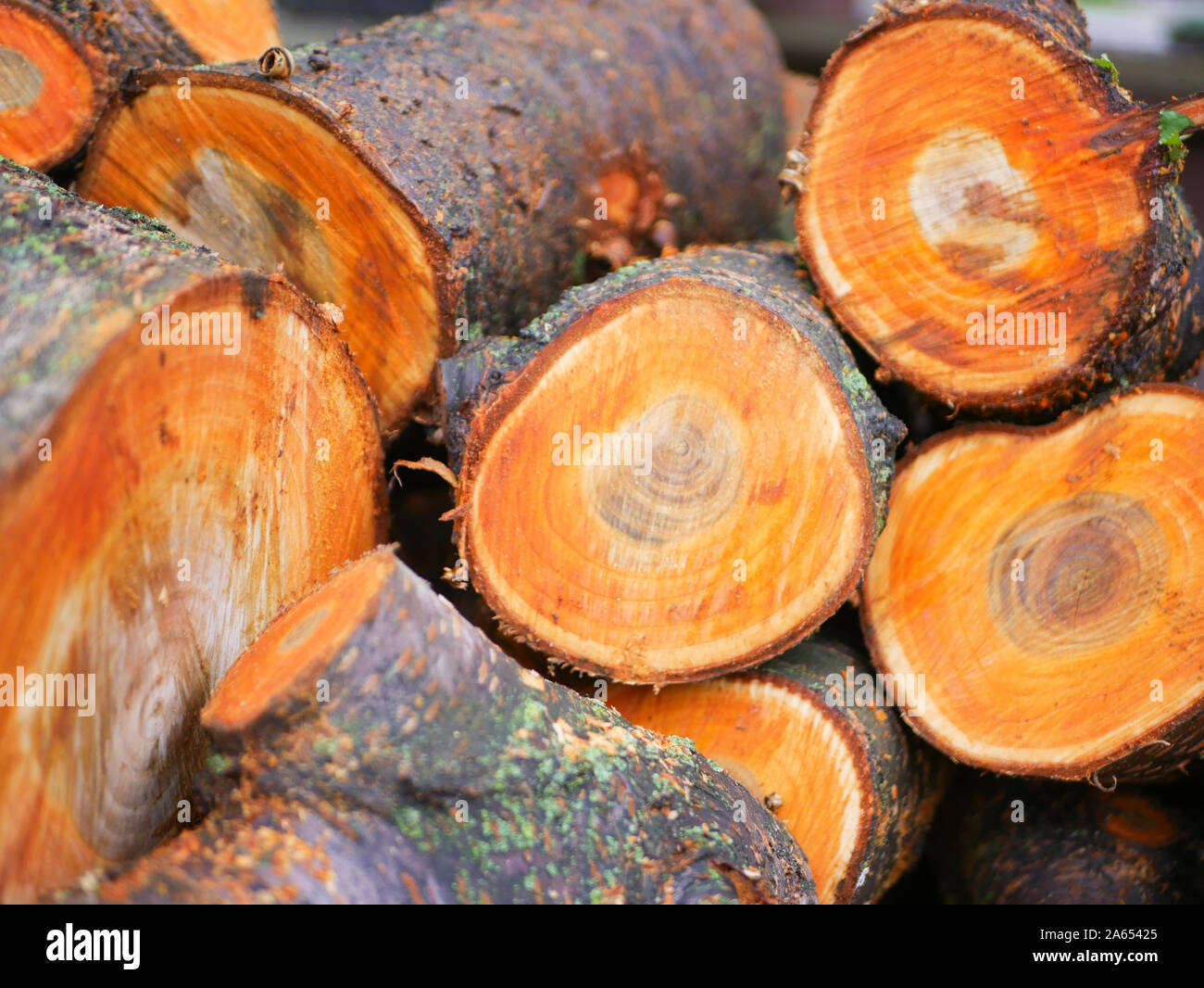 Tree Felling Concept Deforestation Deforestation Concept Image Tree Felling Concept Deforestation Deforestation Concept Image