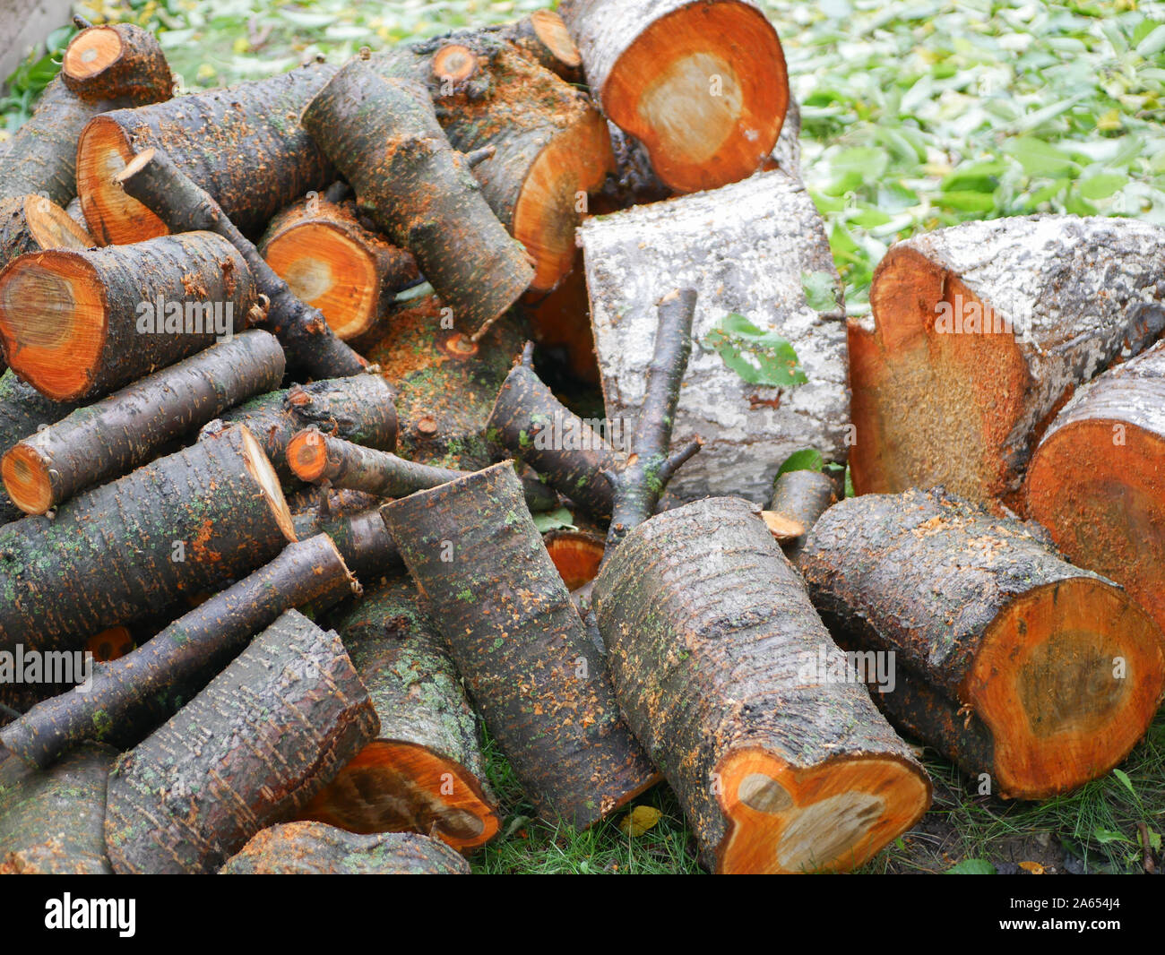 tree felling concept. deforestation. Deforestation concept image ...