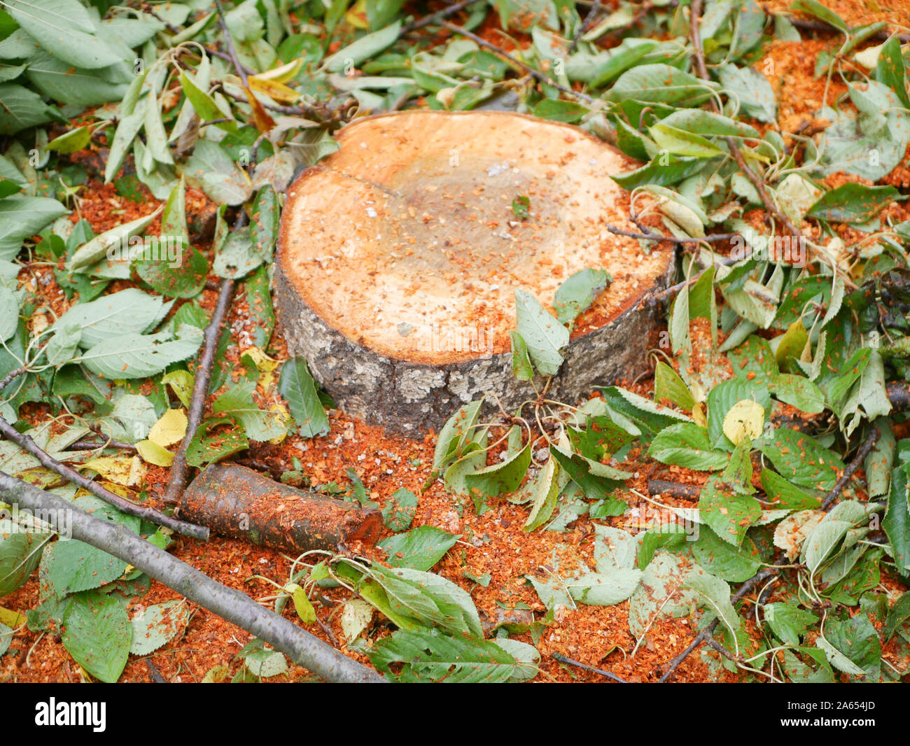 tree felling concept. deforestation. Deforestation concept image consisting of cut down forest ...
