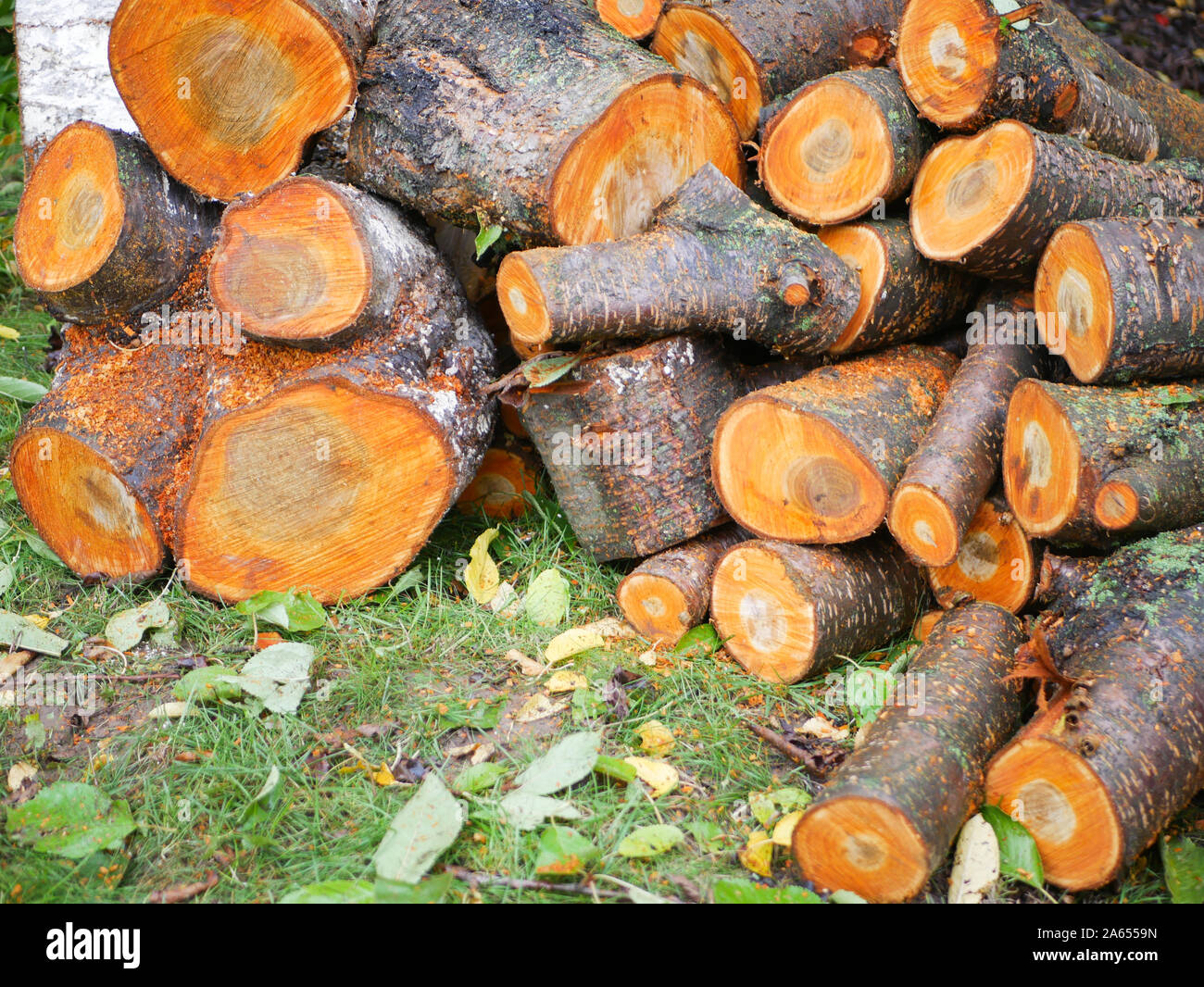 tree felling concept. deforestation. Deforestation concept image consisting of cut down forest ...