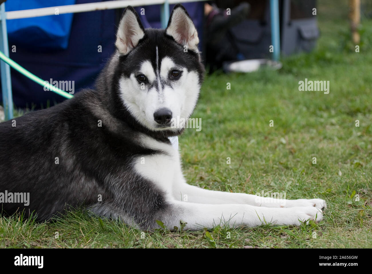 Portrait of female siberian husky on dog show Stock Photo - Alamy