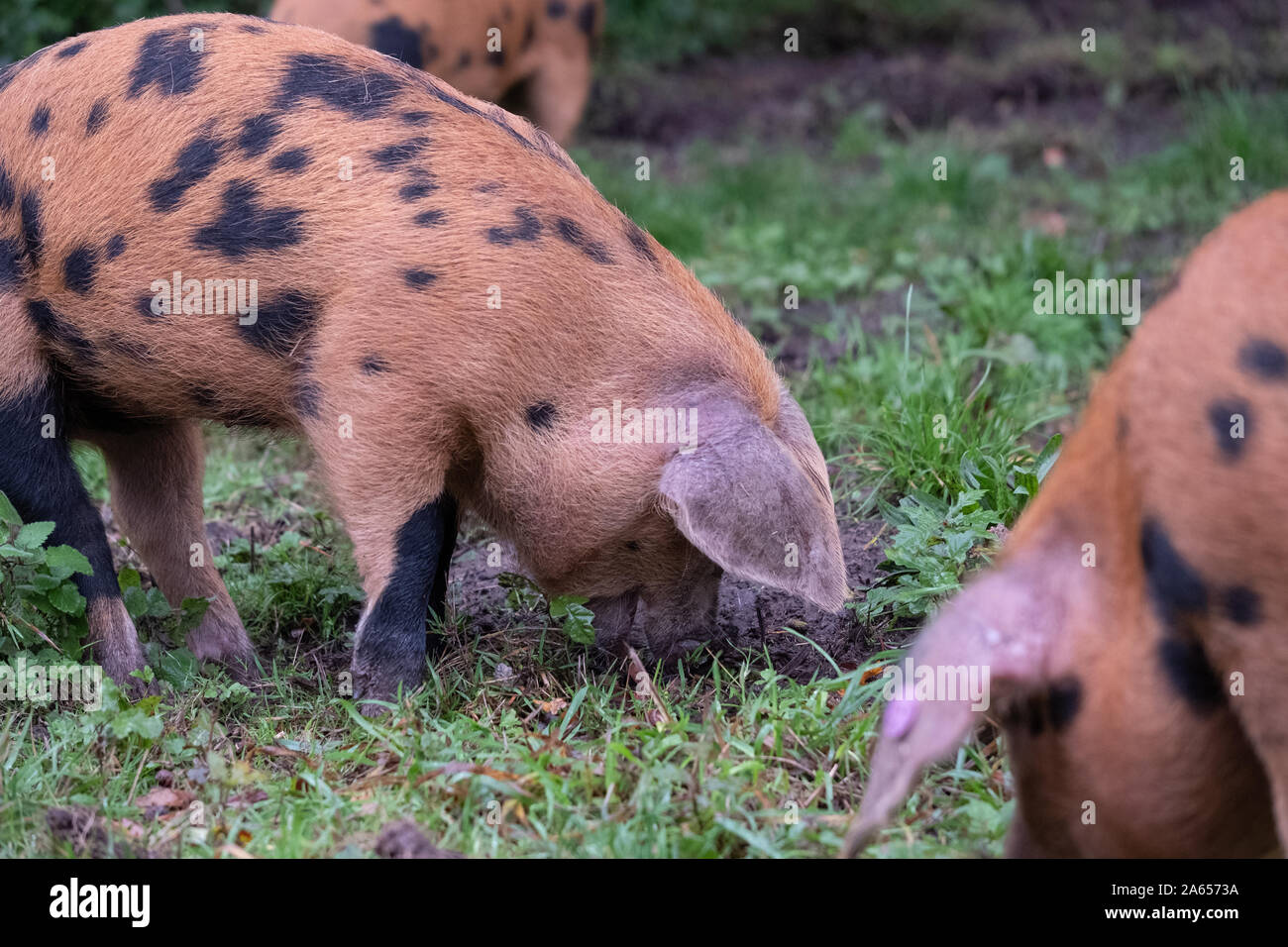 Oxford Sandy and Black pigs foraging for acorns in the New Forest, UK ...