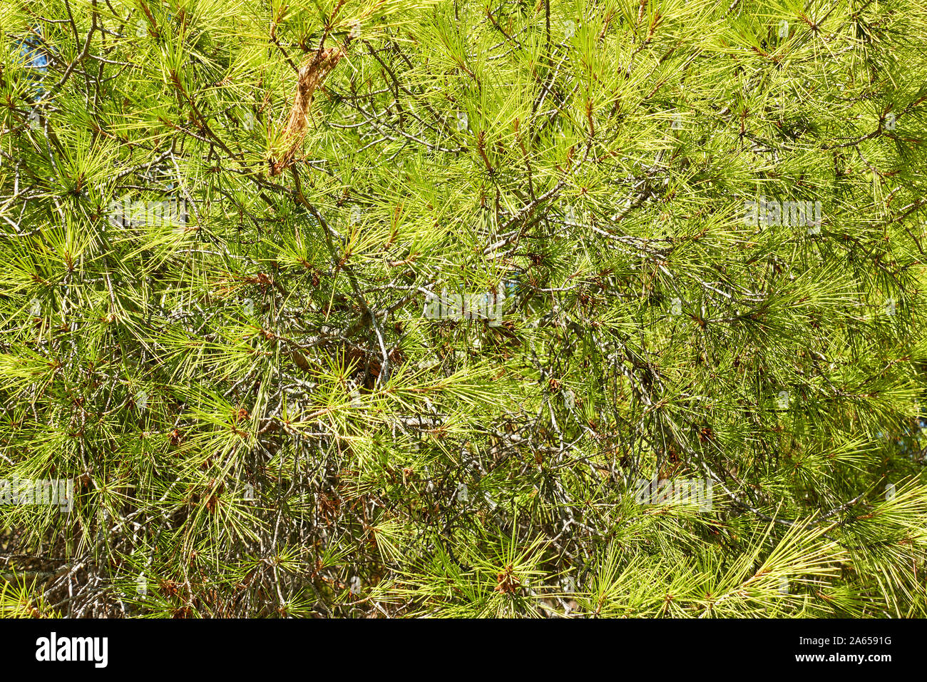 Crown of Stone pine (lat. Pinus pinea) with long needles - Green ...