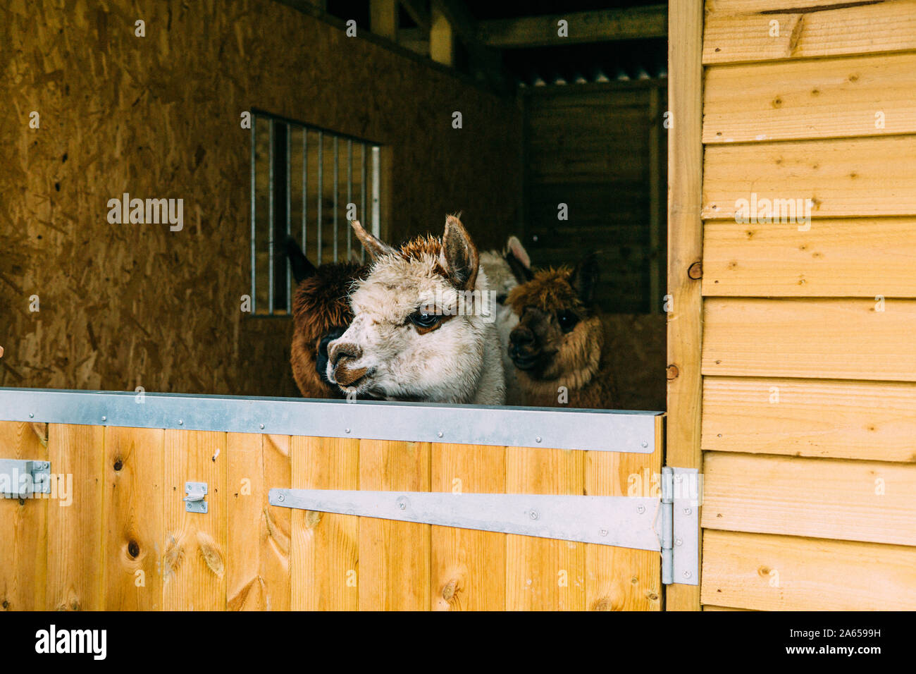 Four Alpacas in a stable Stock Photo - Alamy