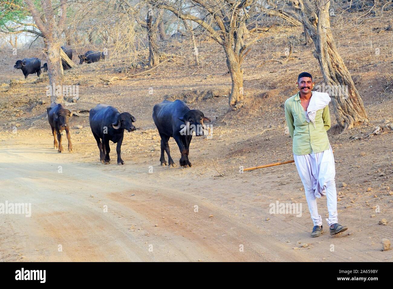 Maldhari tribe man with Mehsana breed buffalo, Gir Wildlife Sanctuary ...