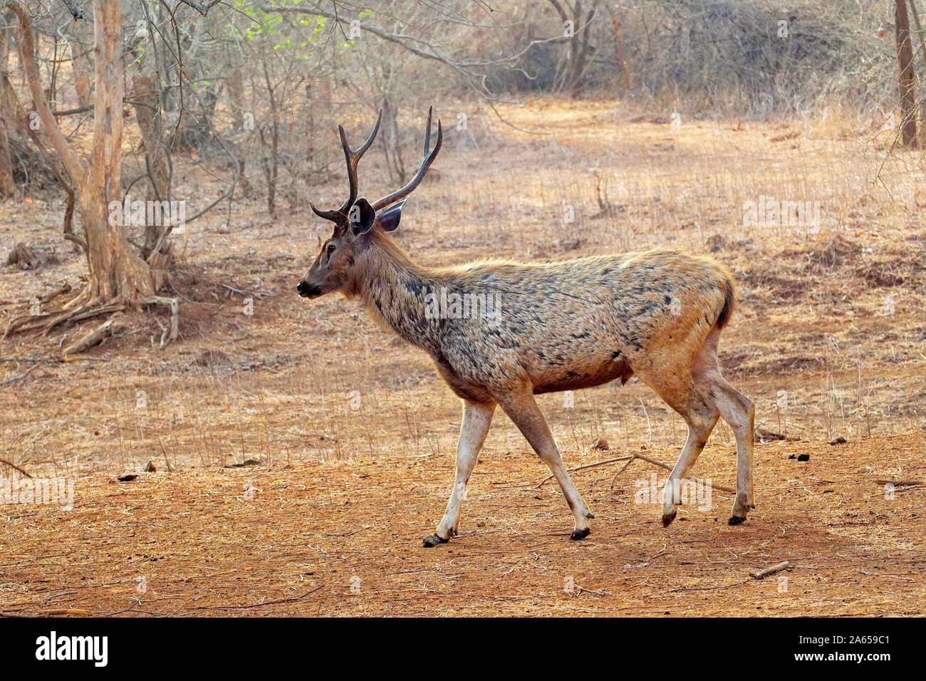 Sambar Deer at Gir Wildlife Sanctuary, Gujarat, India, Asia Stock Photo ...