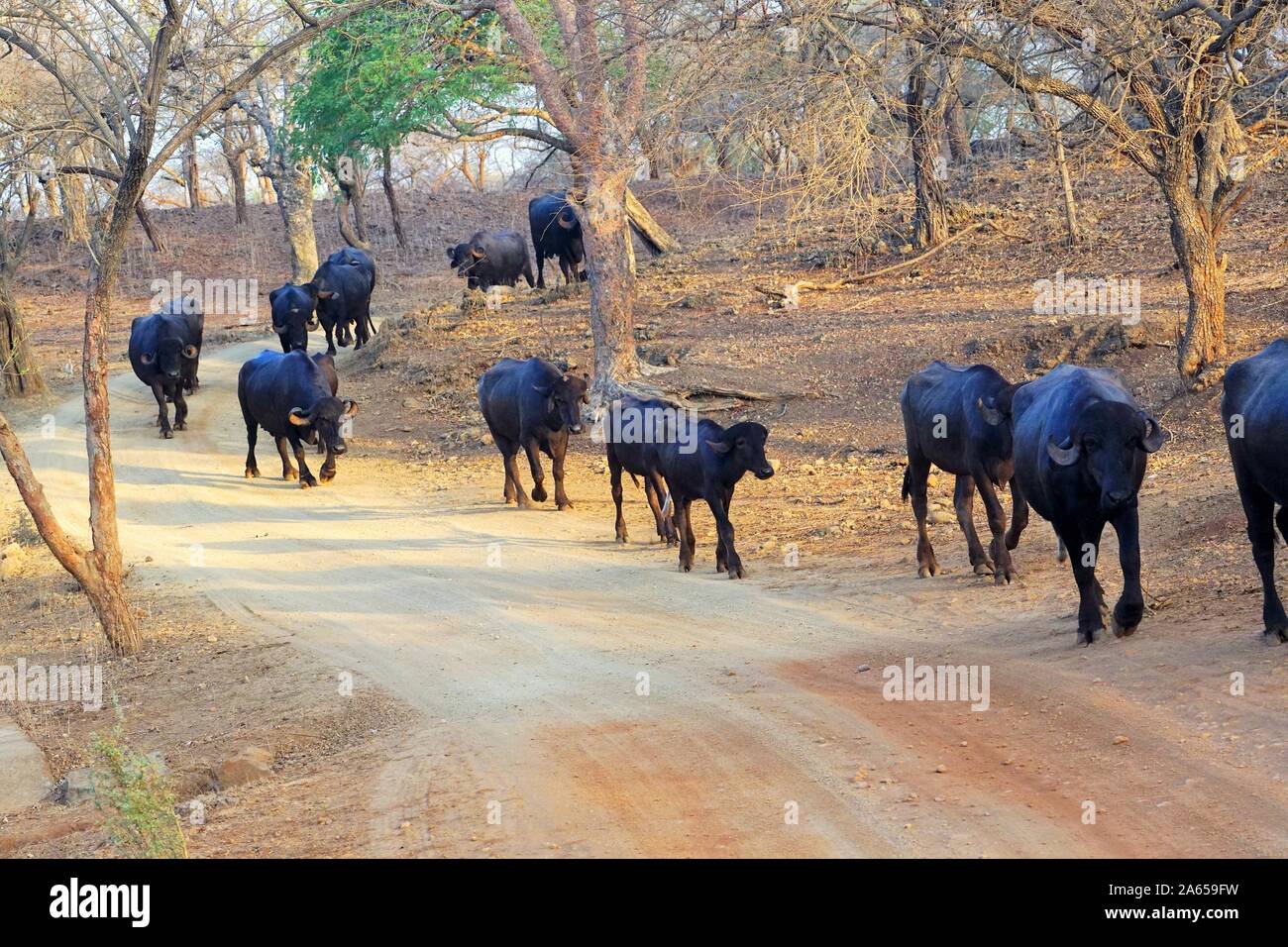 Mehsana breed buffalo, Gir Wildlife Sanctuary, Gujarat, India, Asia ...