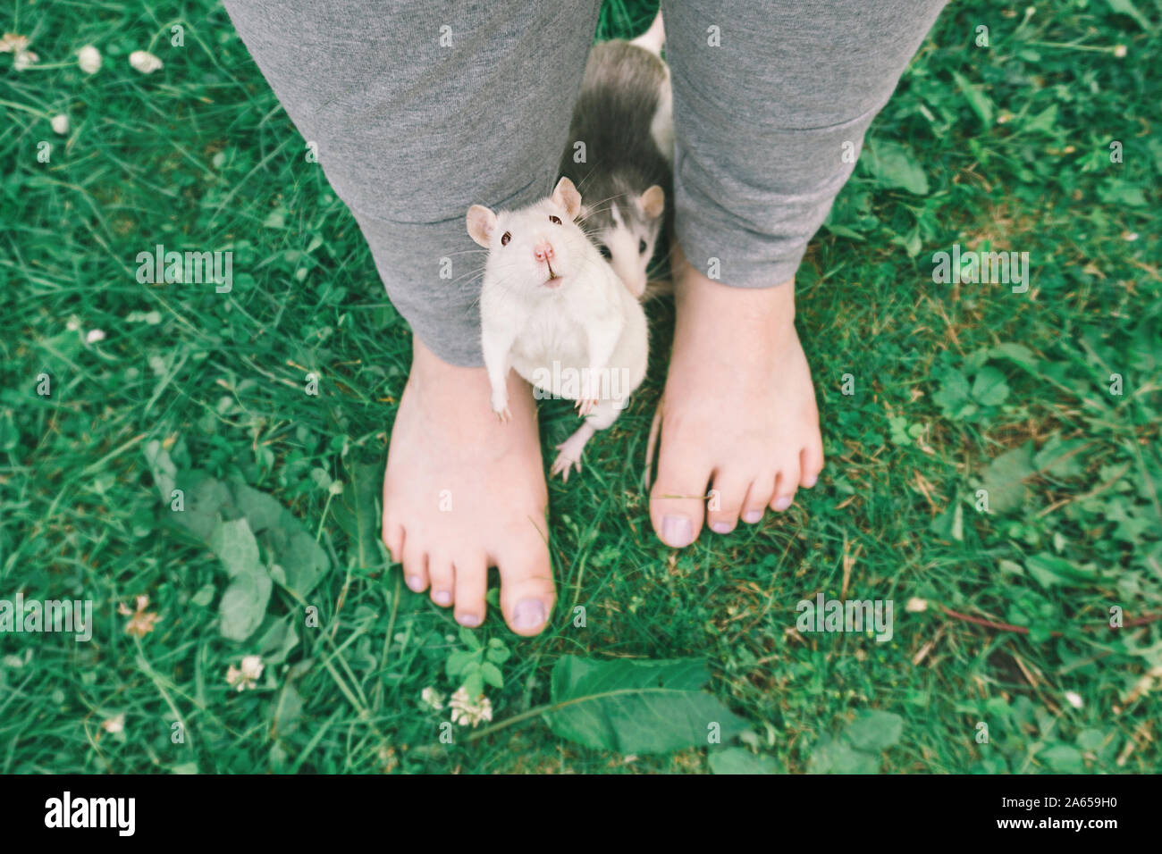 Human rats hi-res stock photography and images - Alamy