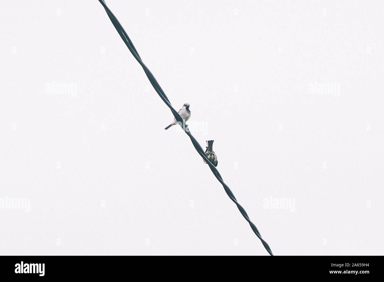 Two sparrows sitting on wire Stock Photo - Alamy
