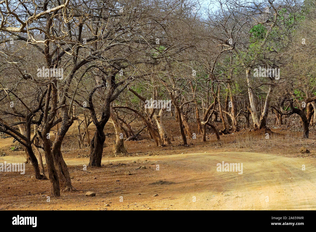 Forest path, Gir Wildlife Sanctuary, Gujarat, India, Asia Stock Photo ...