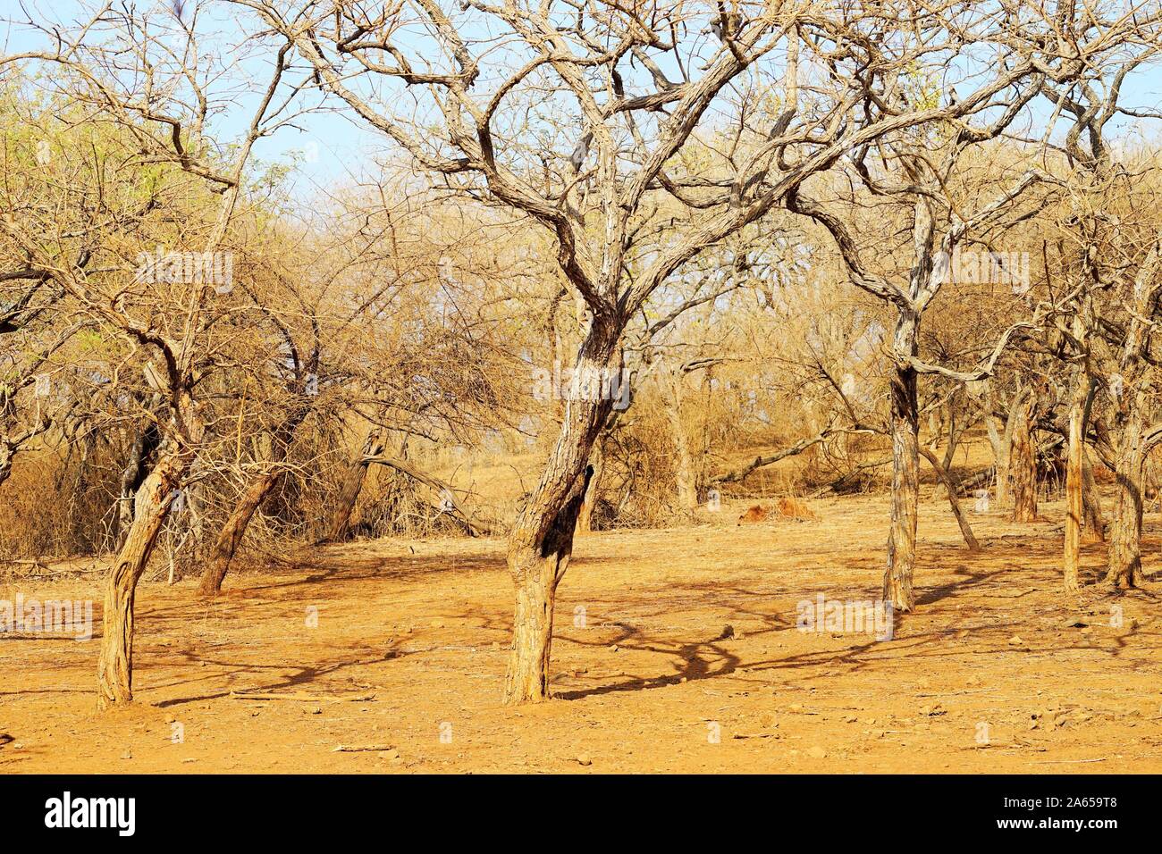 Forest trees, Gir Wildlife Sanctuary, Gujarat, India, Asia Stock Photo ...