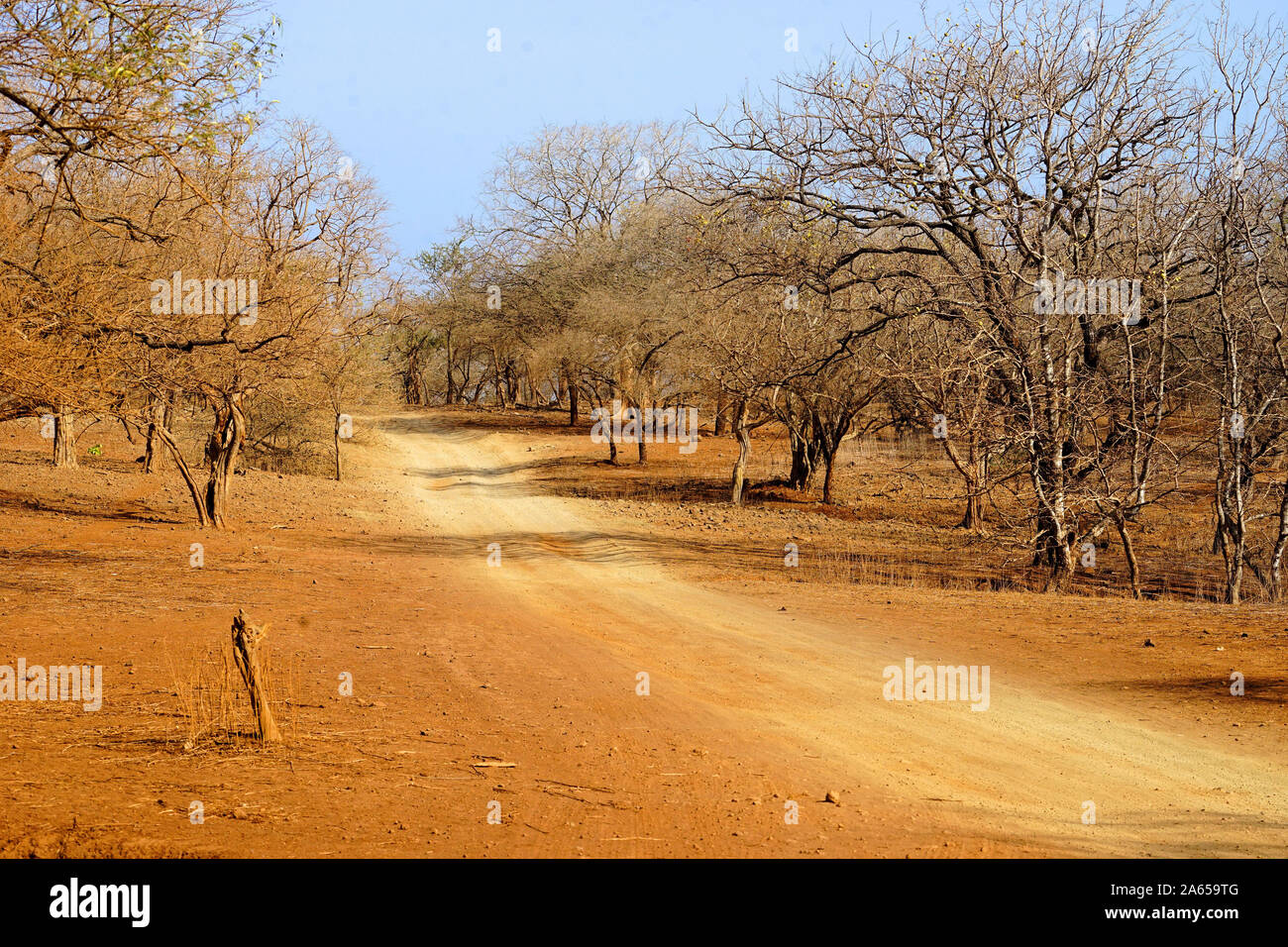 Forest path, Gir Wildlife Sanctuary, Gujarat, India, Asia Stock Photo ...