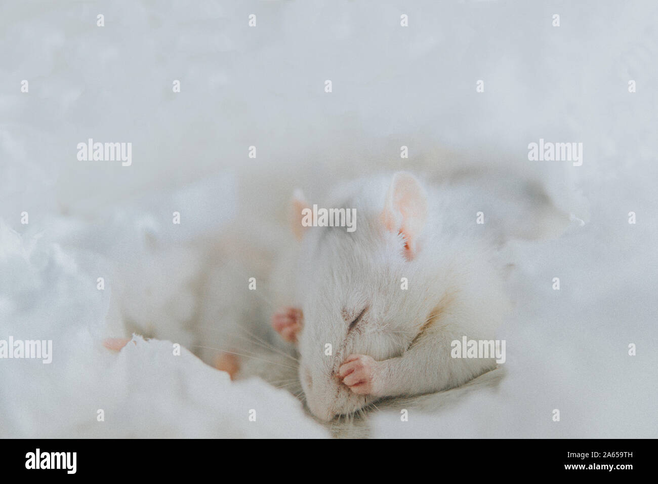 Tired white rat hi-res stock photography and images - Alamy