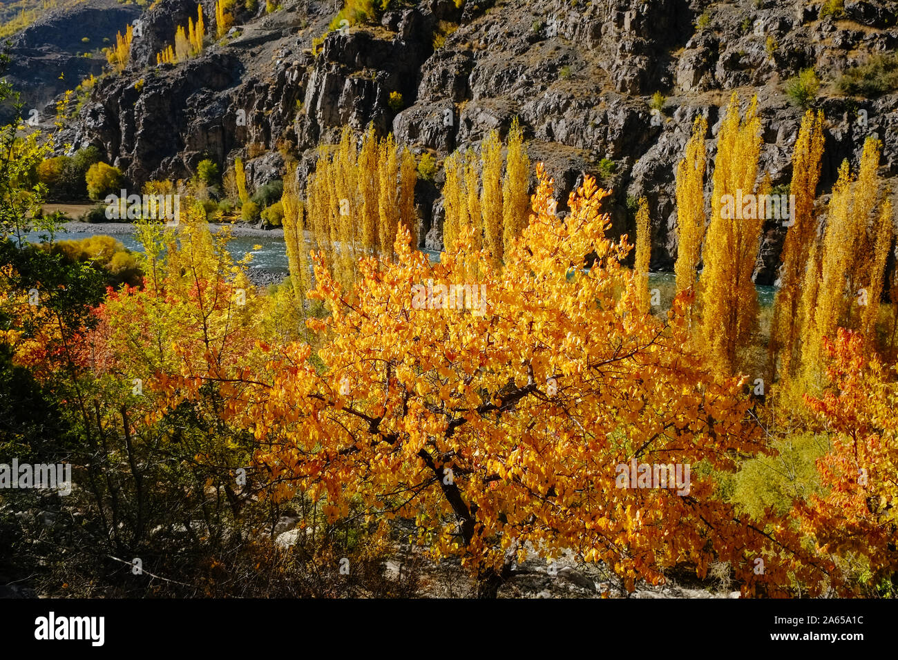 Apricot trees pakistan hi-res stock photography and images - Alamy