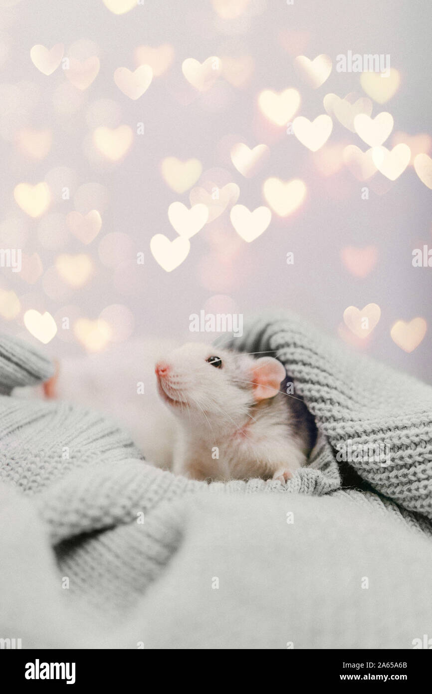 Rodent shaped head hi-res stock photography and images - Alamy