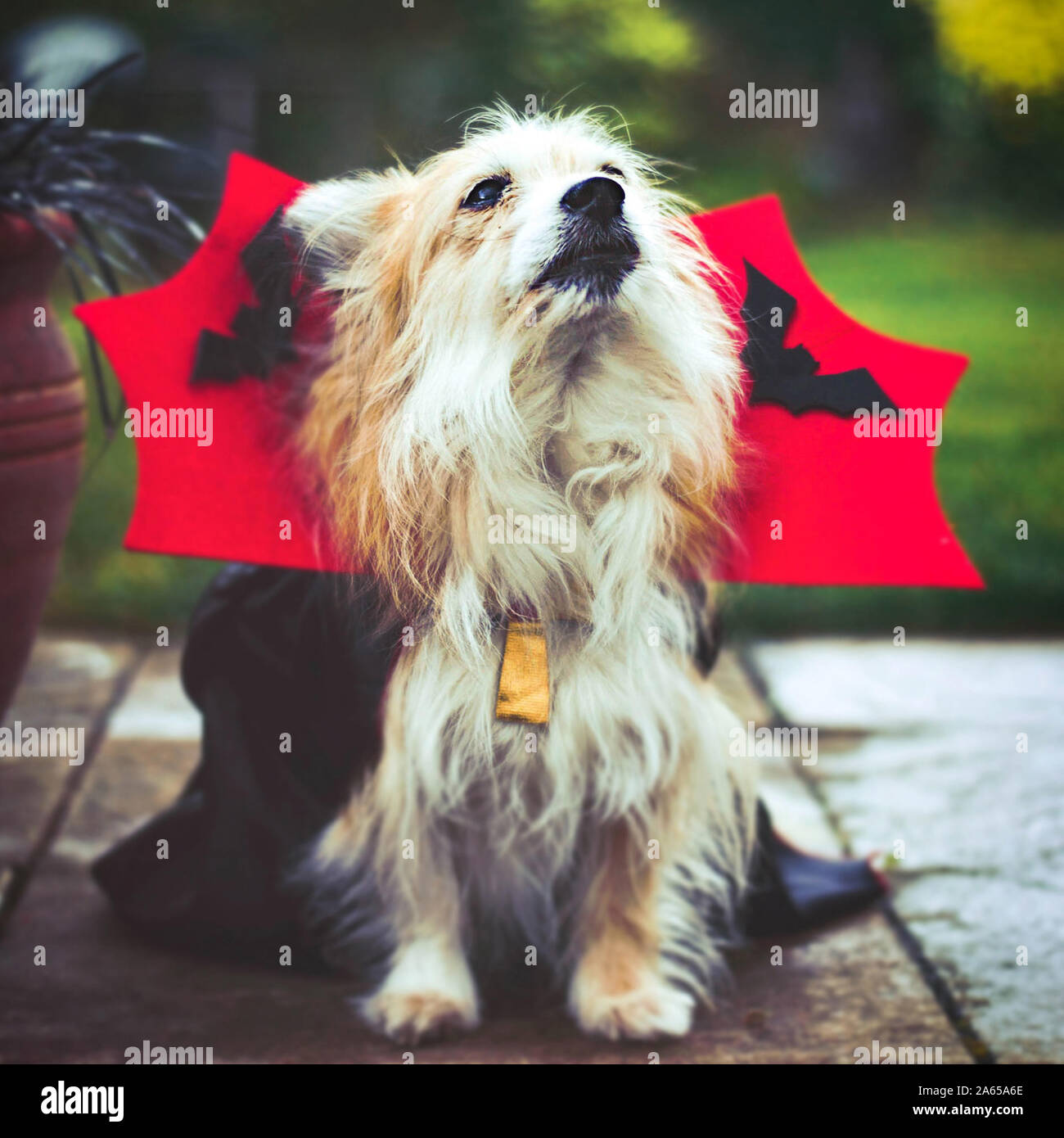 Portrait of a dog dressed as a vampire for Halloween Stock Photo - Alamy