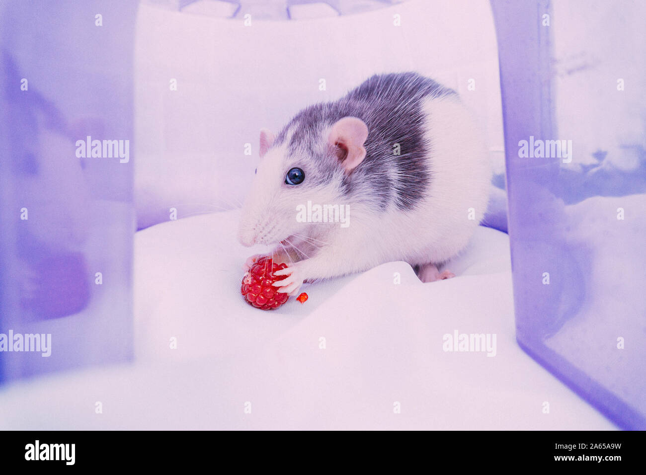 Pet rat eating a raspberry Stock Photo - Alamy
