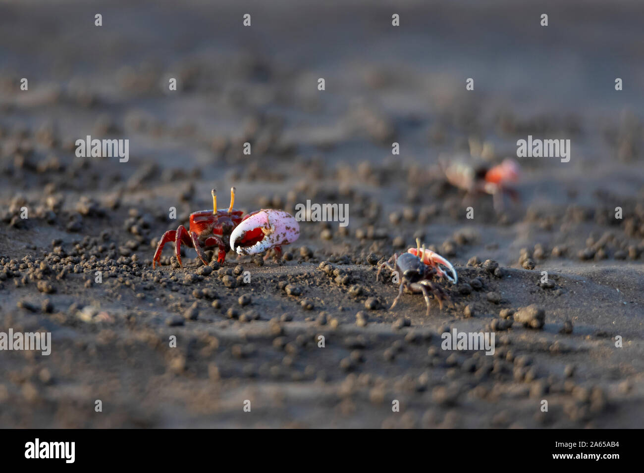 Uca vocans, Fiddler Crab walking in mangrove forest At bassien Beach ...