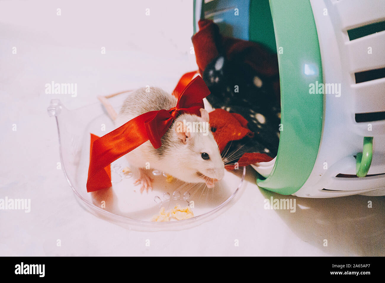 Pet rat wearing a bow eating popcorn Stock Photo - Alamy