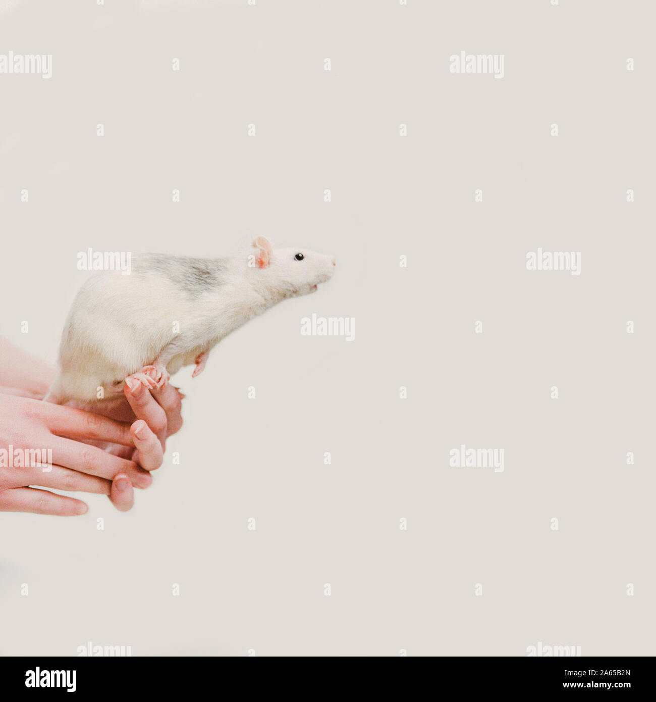 Woman holding rodent hi-res stock photography and images - Alamy