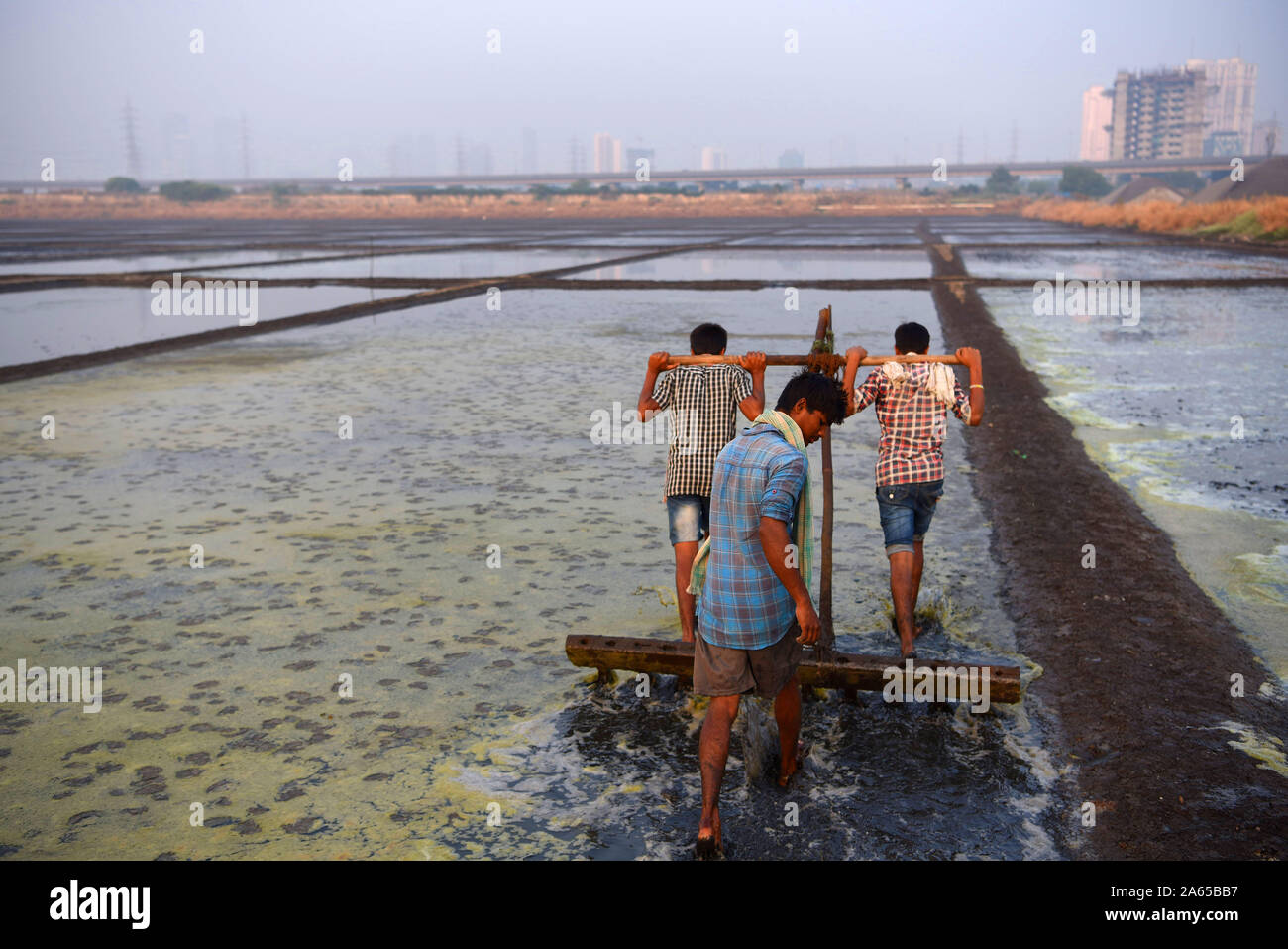 Men working in salt pans, Wadala, Mumbai, Maharashtra, India, Asia ...