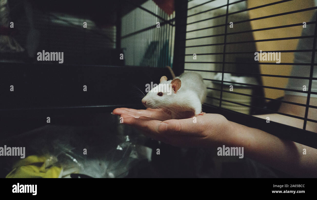 White rat a hand hi-res stock photography and images - Alamy