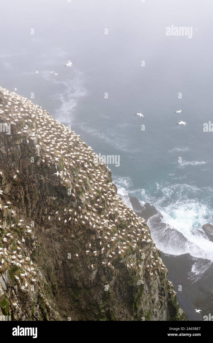 Cliff nesting bird hi-res stock photography and images - Alamy
