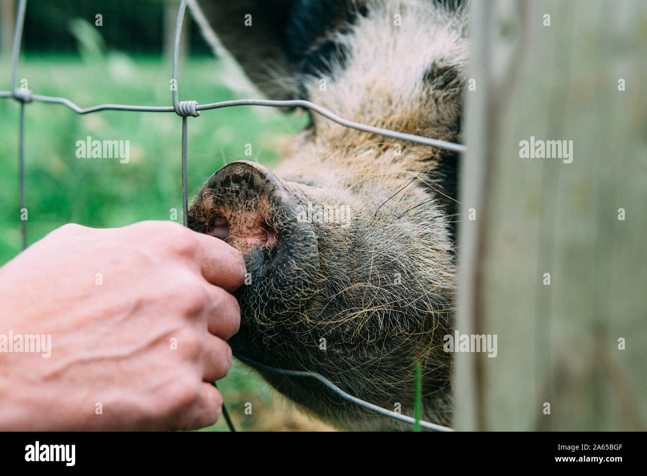 Stroking a pig hi-res stock photography and images - Alamy