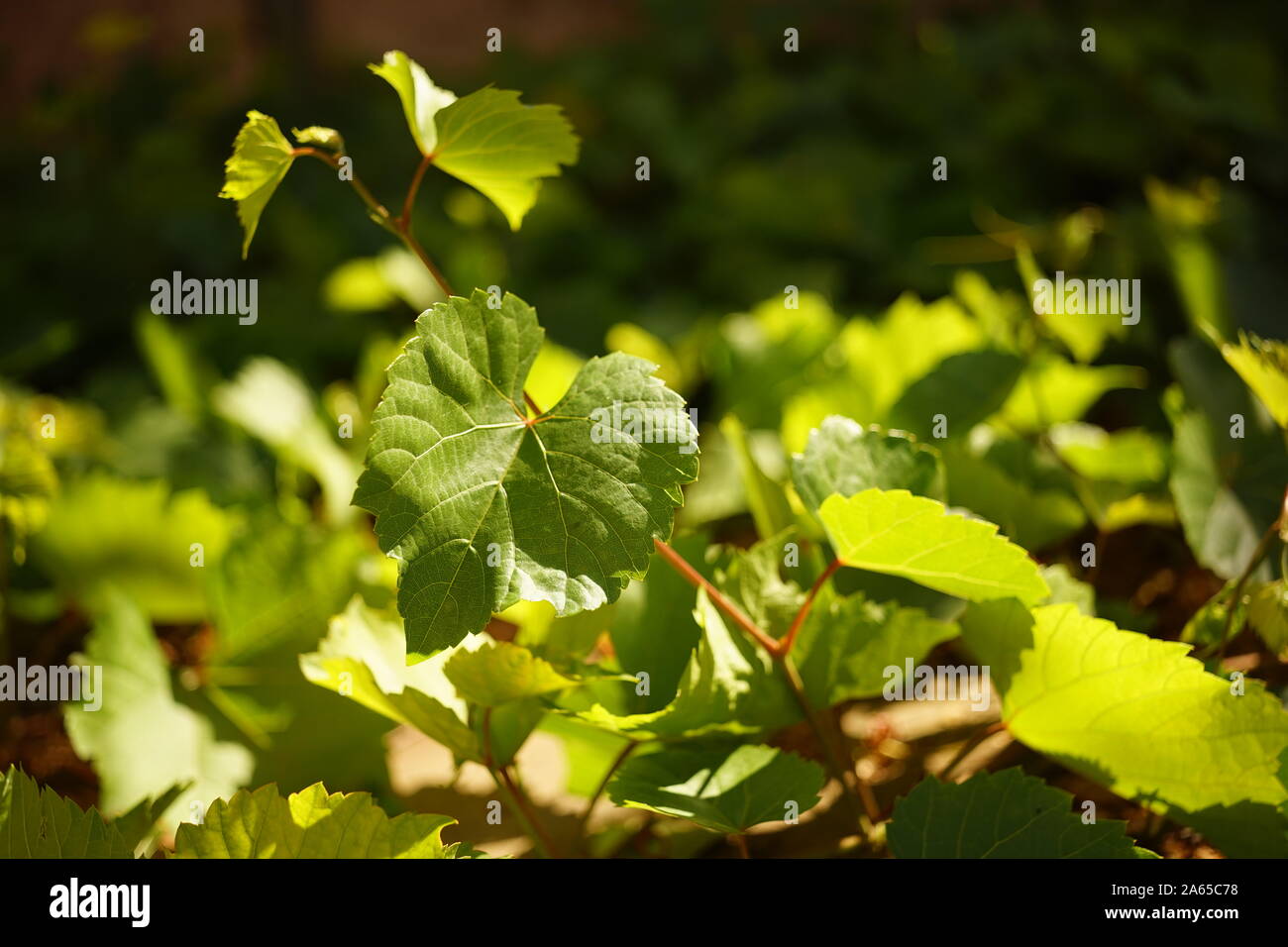 Green leaves in spring season hi-res stock photography and images - Alamy