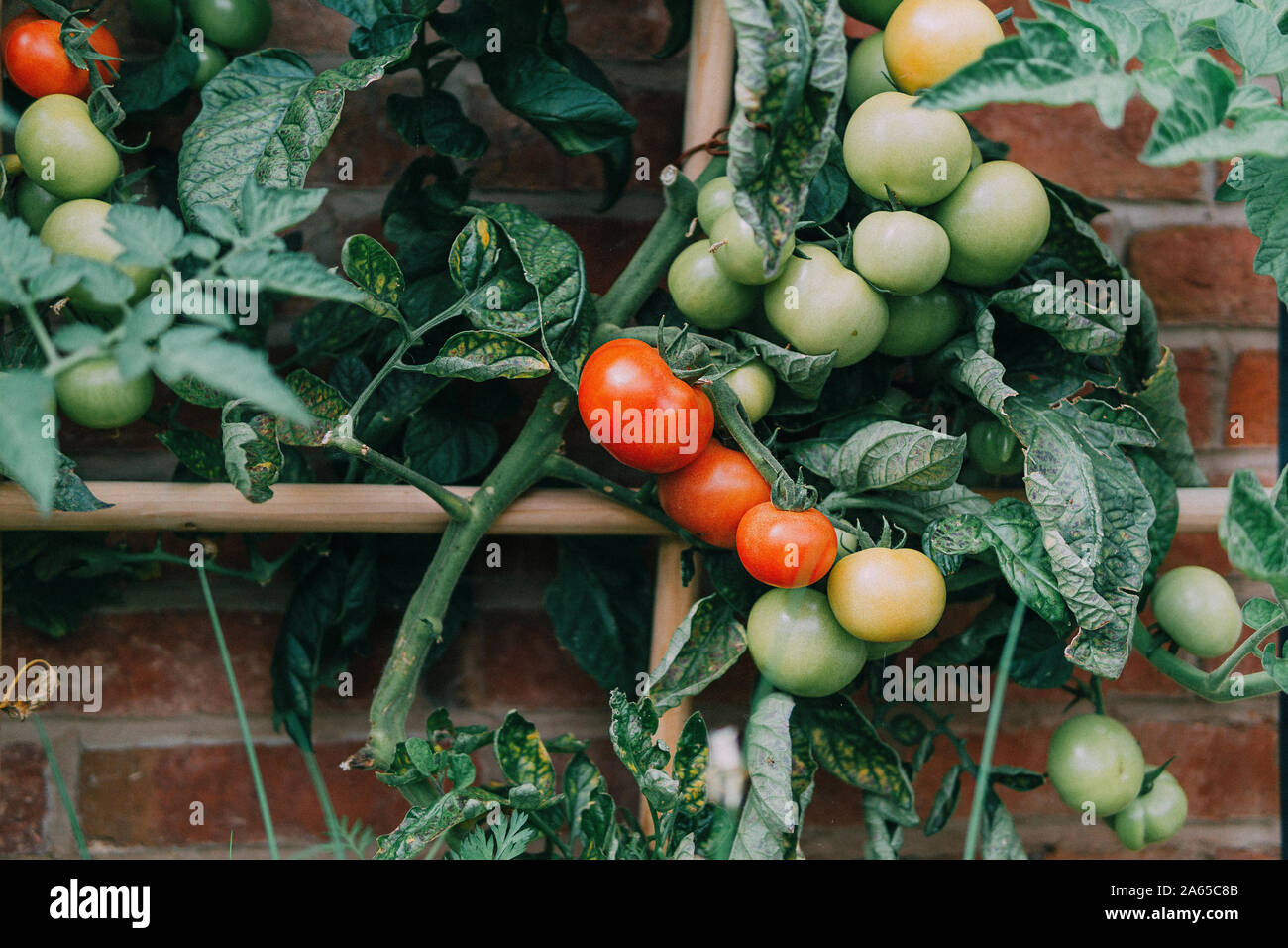 Tomatoes growing up a wall hi-res stock photography and images - Alamy