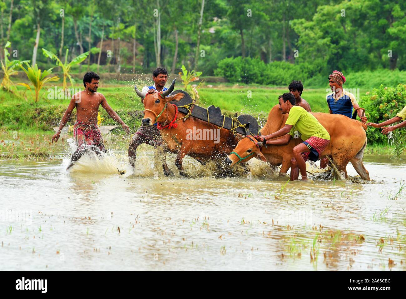 Moichara cattle race festival Herobhanga village, Canning railway ...