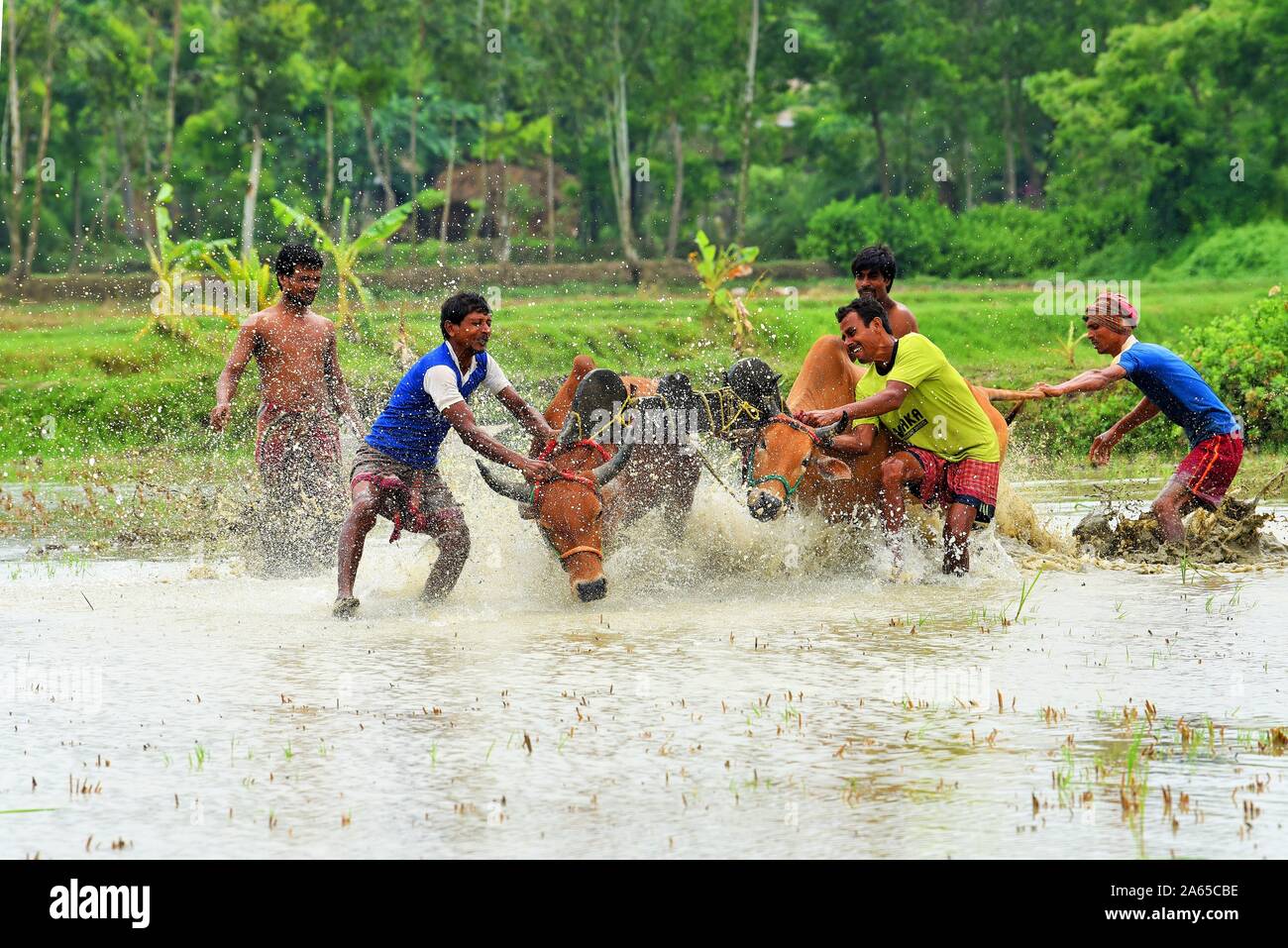 Moichara cattle race festival Herobhanga village, Canning railway ...