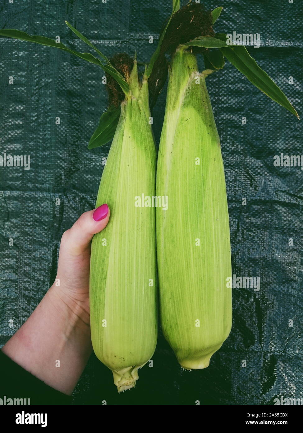 Woman holding corn on the cob Stock Photo - Alamy