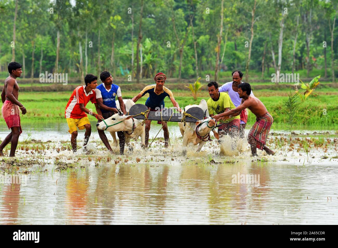 Moichara cattle race festival Herobhanga village, Canning railway ...