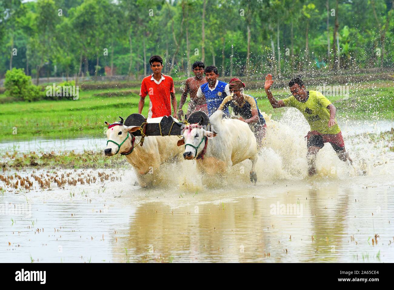 Moichara cattle race festival Herobhanga village, Canning railway ...