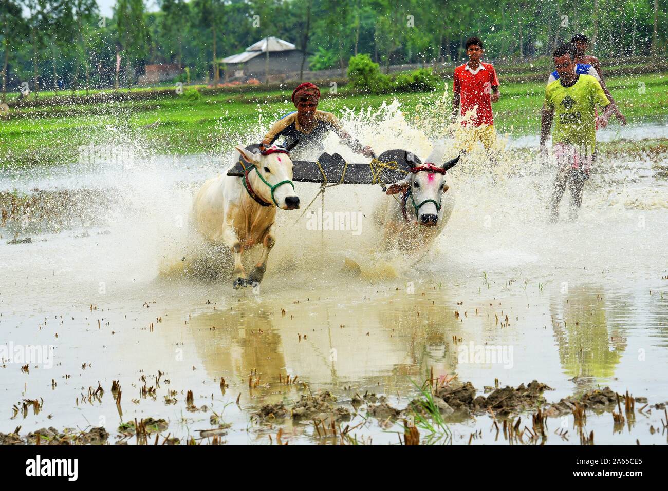 Moichara cattle race festival Herobhanga village, Canning railway ...