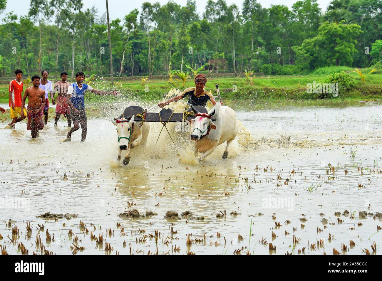 Moichara cattle race festival Herobhanga village, Canning railway ...