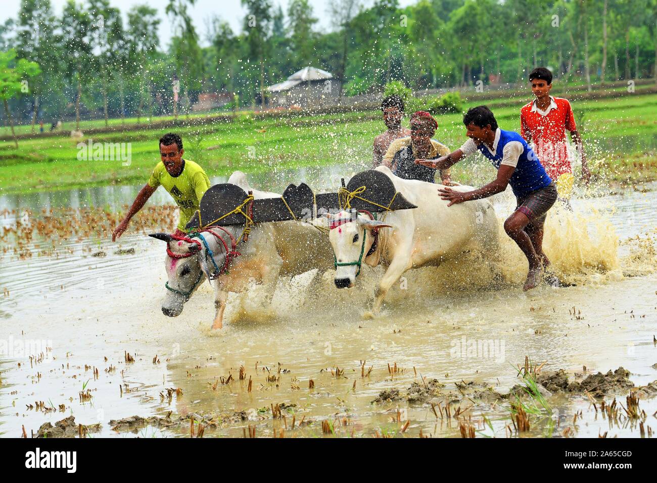 Moichara cattle race festival Herobhanga village, Canning railway ...