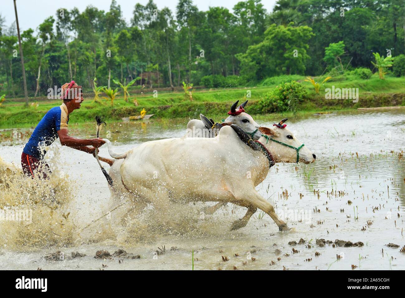Moichara cattle race festival Herobhanga village, Canning railway ...