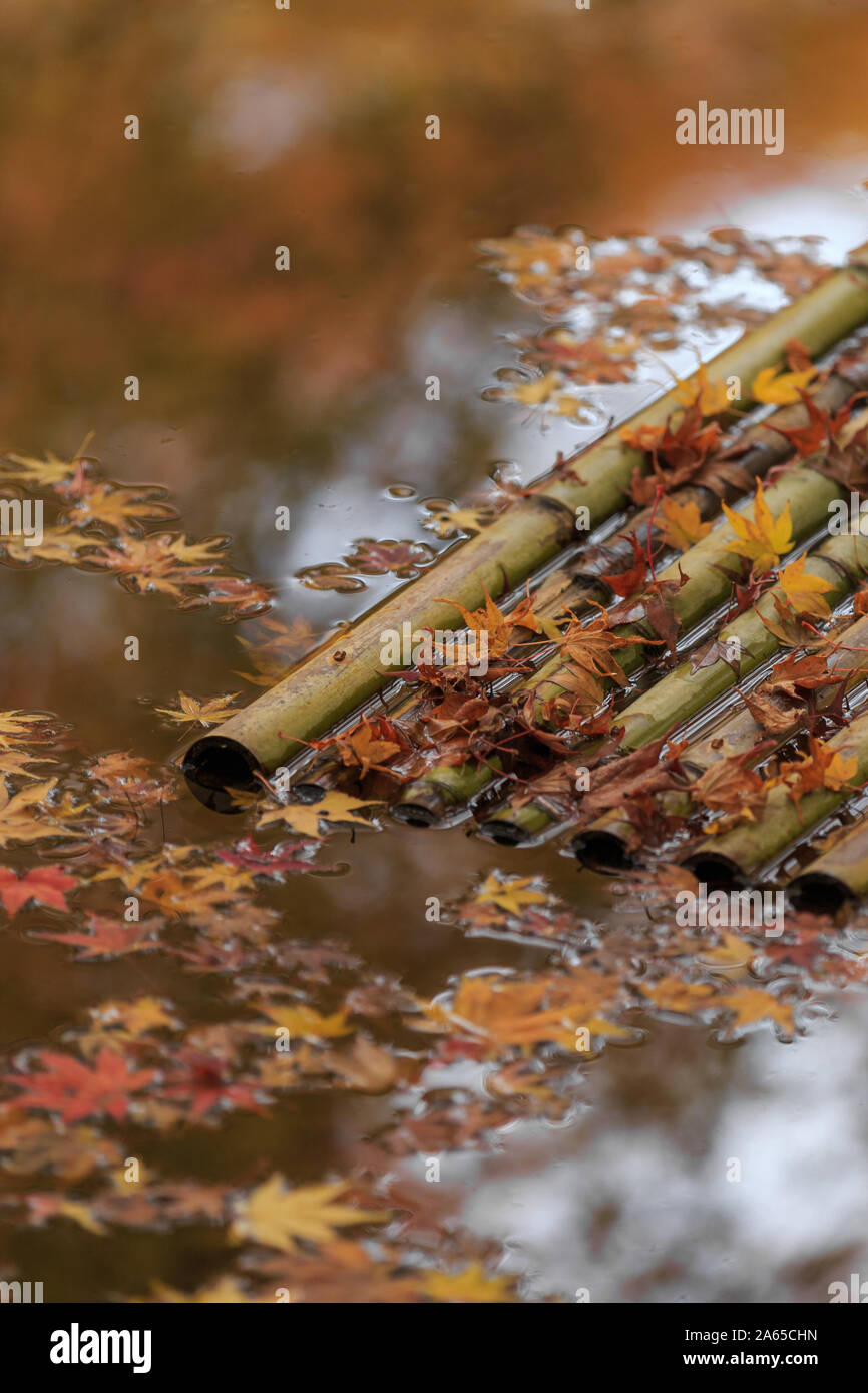 A Bamboo Raft Floating on water with Maple Leaves Fallen on it Stock ...