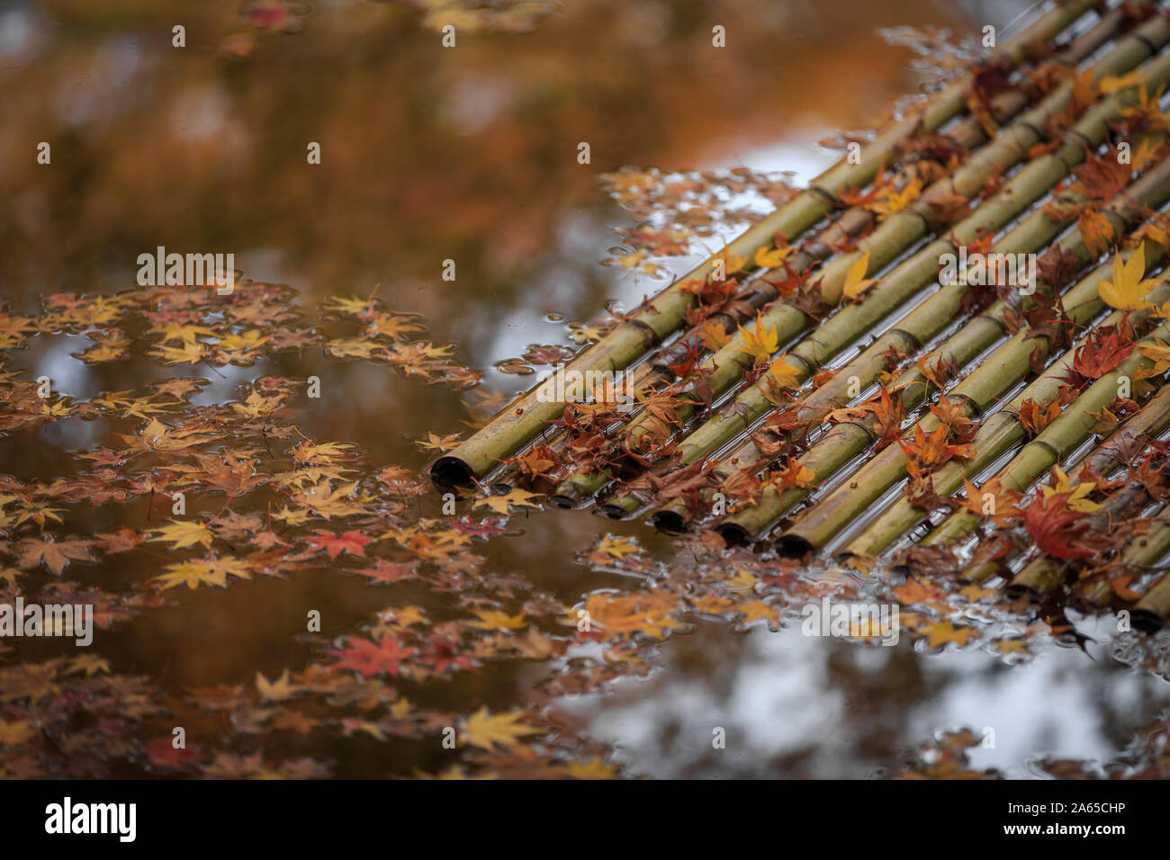 A Bamboo Raft Floating on water with Maple Leaves Fallen on it Stock ...