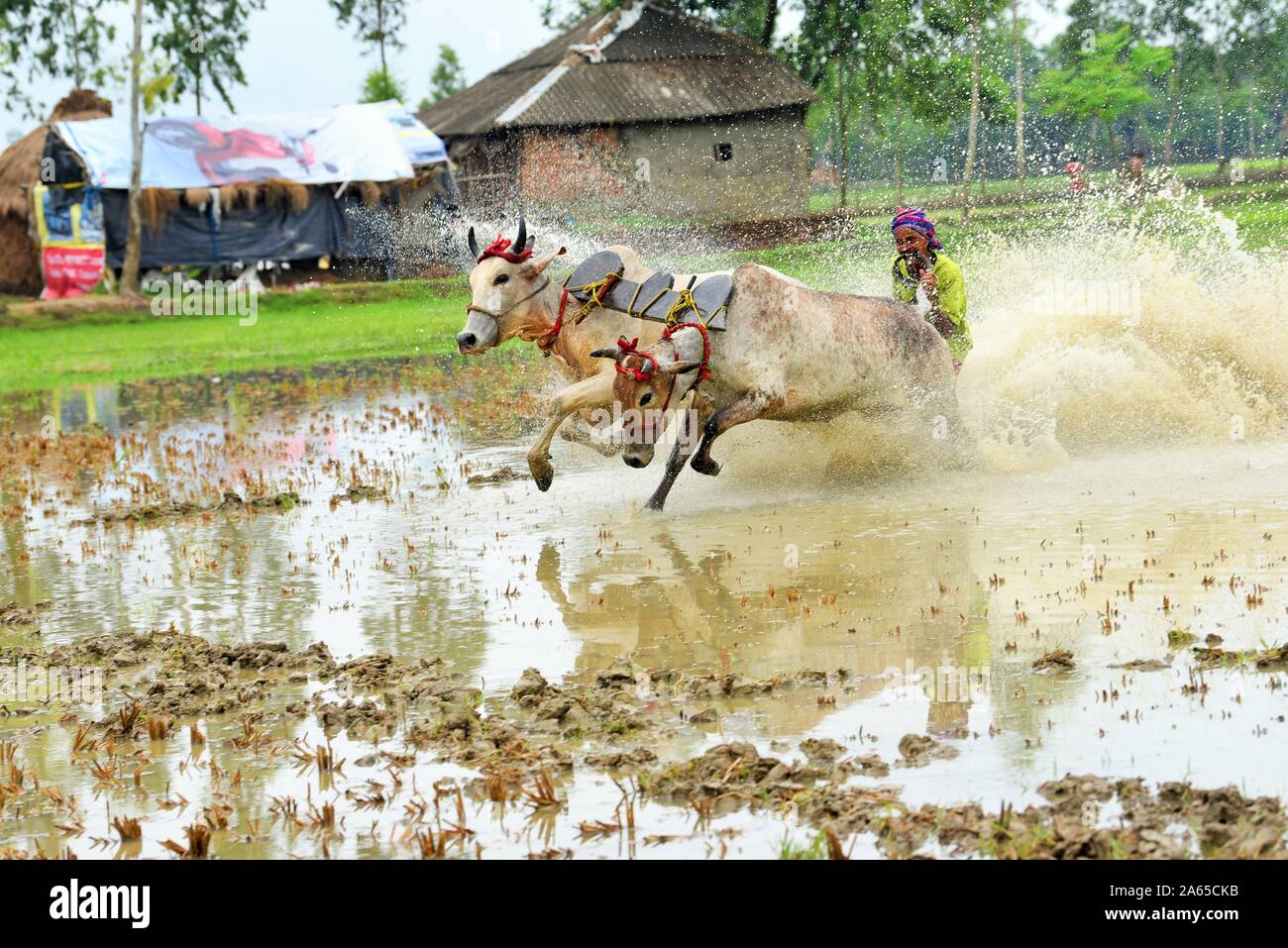 Moichara cattle race festival Herobhanga village, Canning railway ...