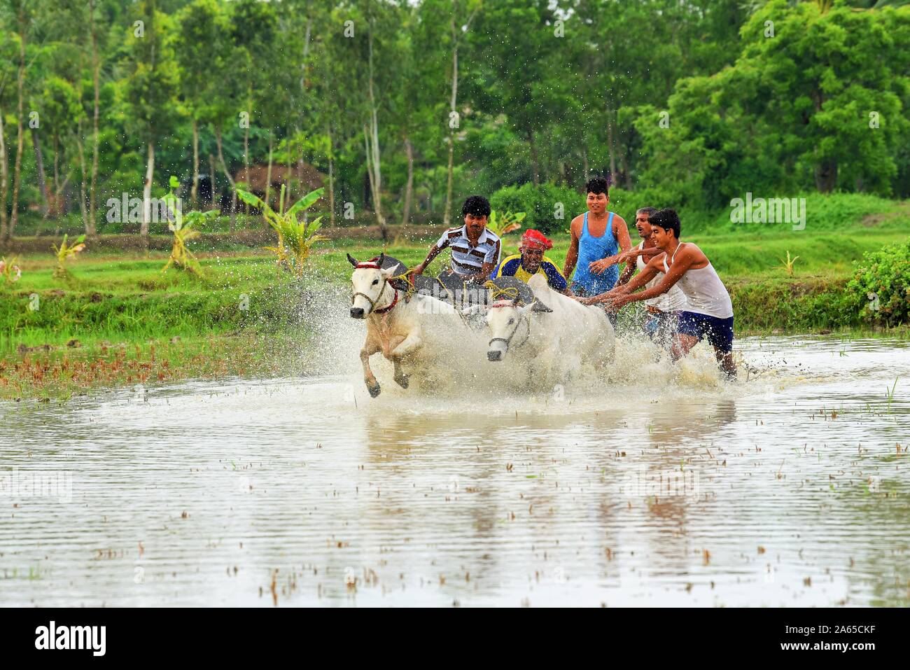 Moichara cattle race festival Herobhanga village, Canning railway ...