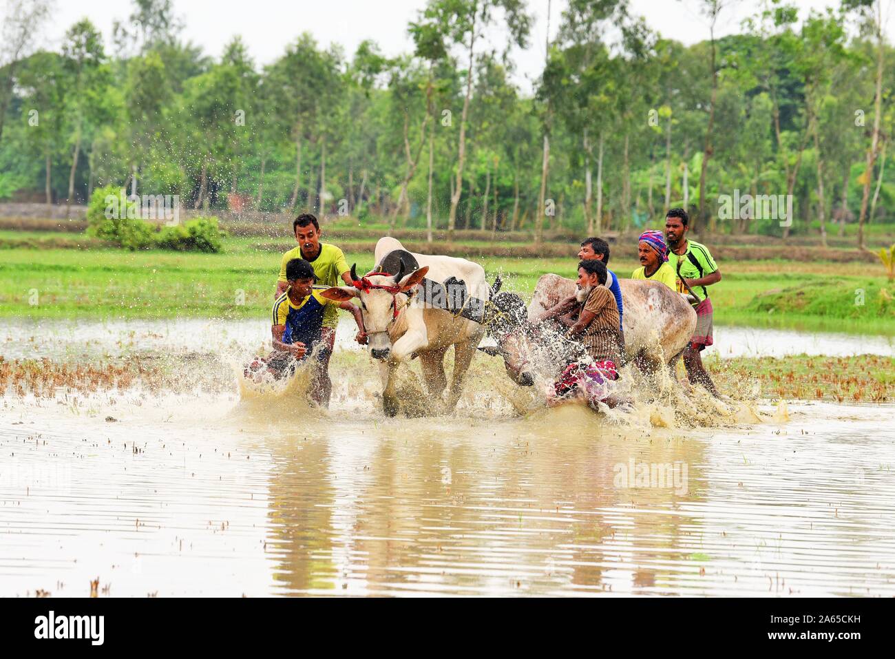 Moichara cattle race festival Herobhanga village, Canning railway ...