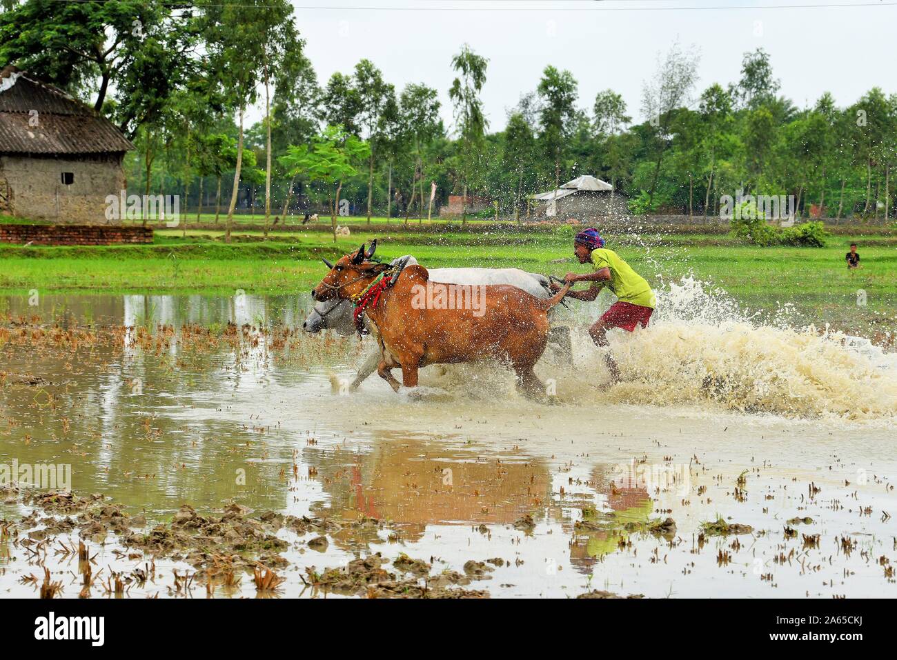 Moichara cattle race festival Herobhanga village, Canning railway ...