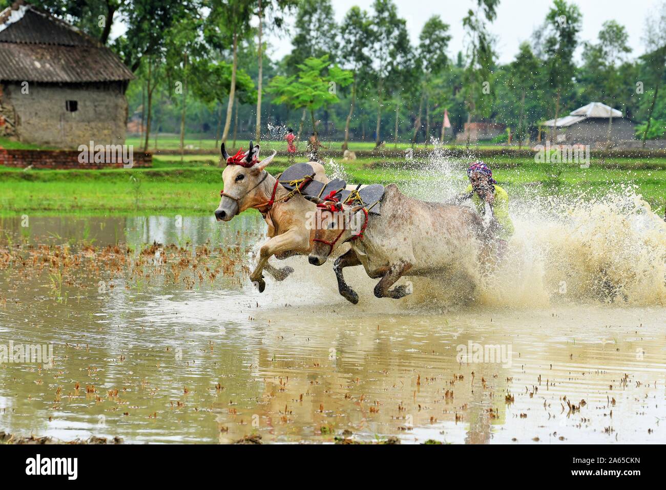 Moichara cattle race festival Herobhanga village, Canning railway ...