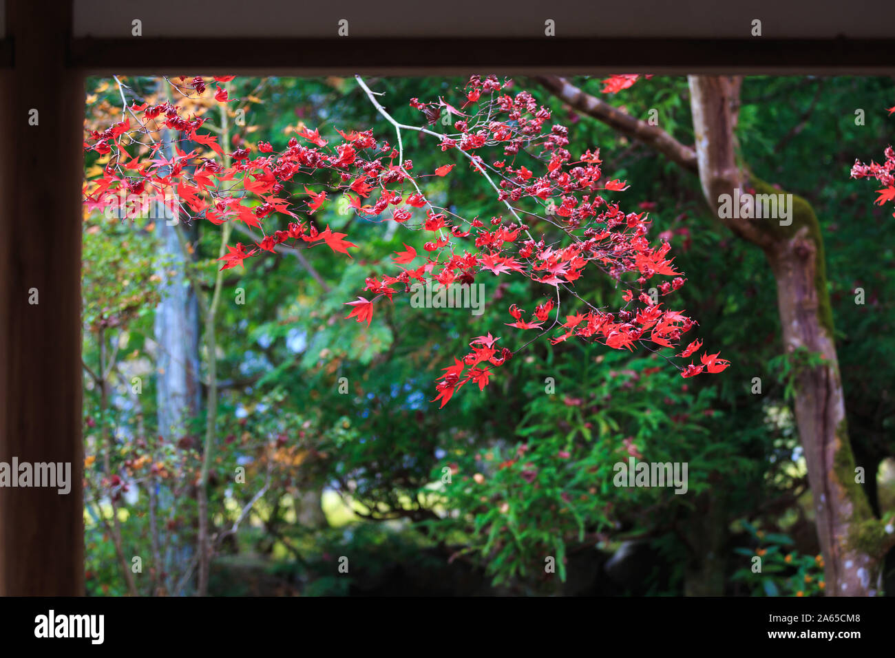 View of maple leaves from a wooden window frame with forest background ...