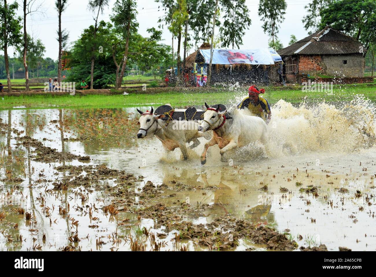 Moichara cattle race festival Herobhanga village, Canning railway ...