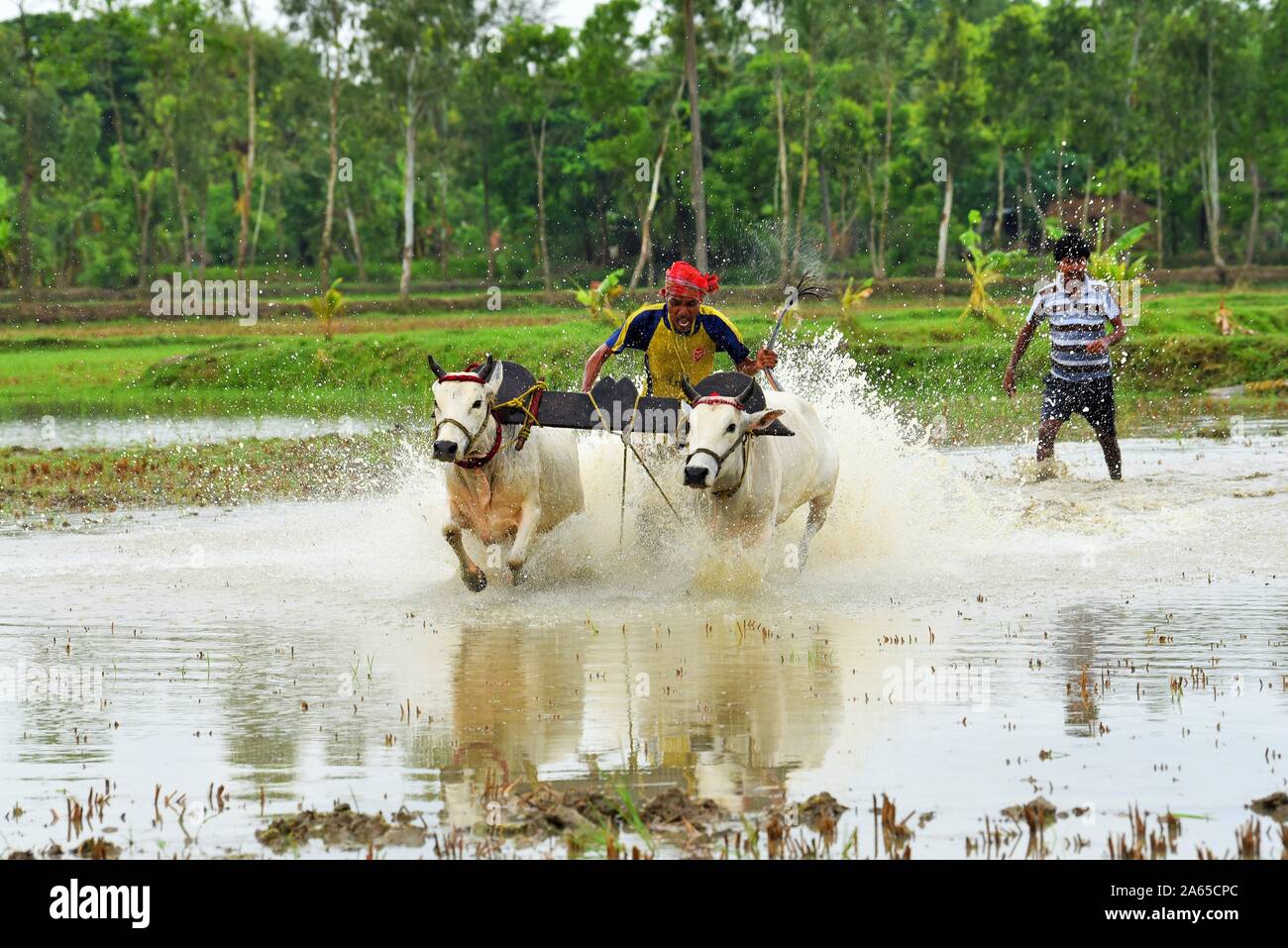 Moichara cattle race festival Herobhanga village, Canning railway ...