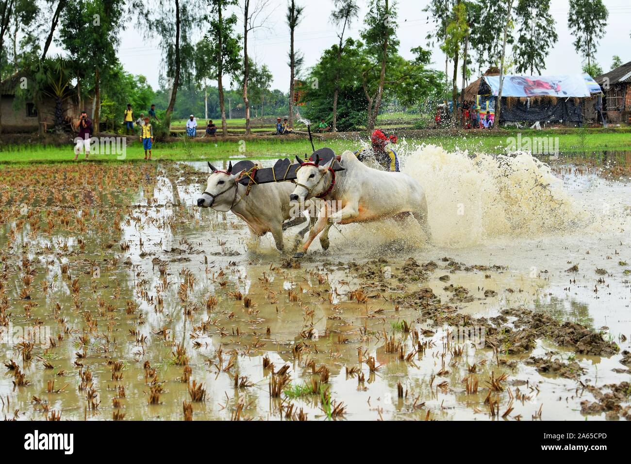 Moichara cattle race festival Herobhanga village, Canning railway ...